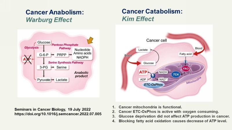 NewMediaWire | Potential New Therapeutic Approach for Pancreatic Cancer ... NewMediaWire | Potential New Therapeutic Approach for Pancreatic Cancer ...