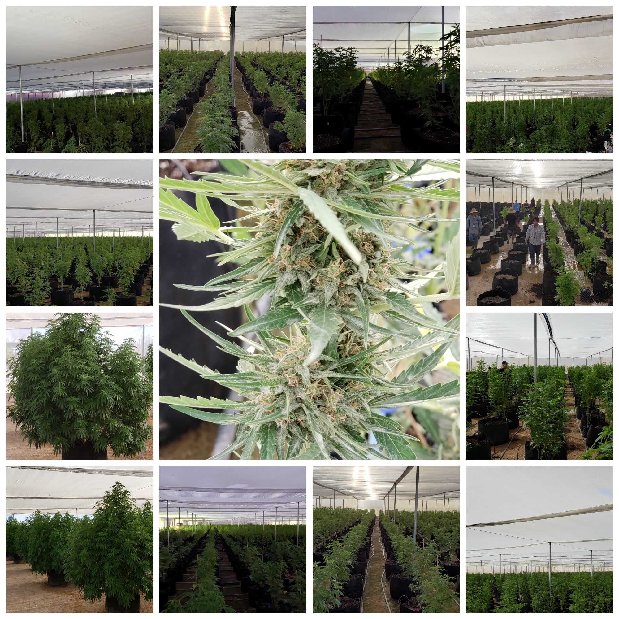 NewMediaWire | Renowned Hotelier Roger Bloss to Join MJ Holdings Board