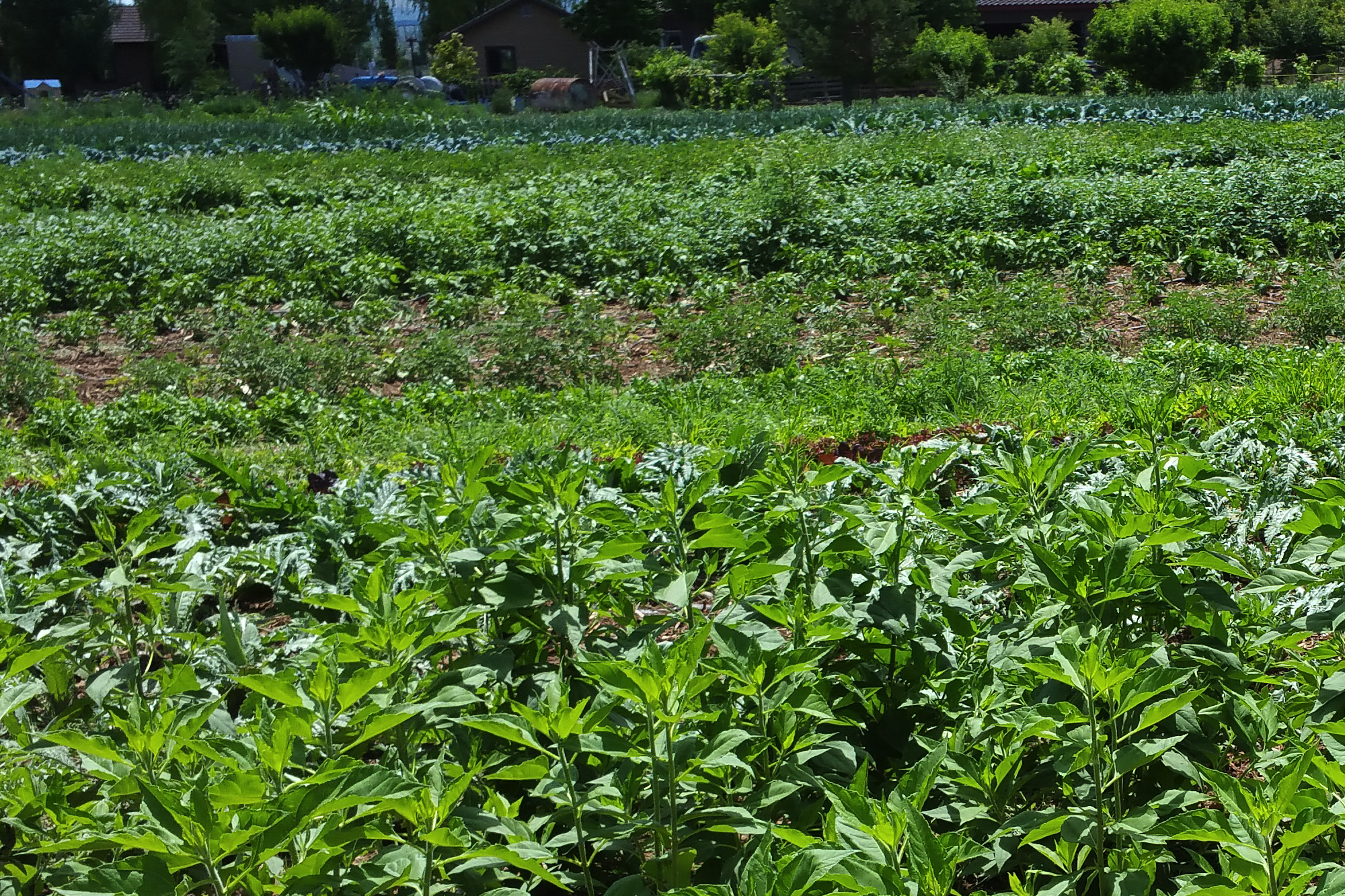 NewMediaWire | CBD Life Sciences Subsidiary in Talk to Acquire Land for ...